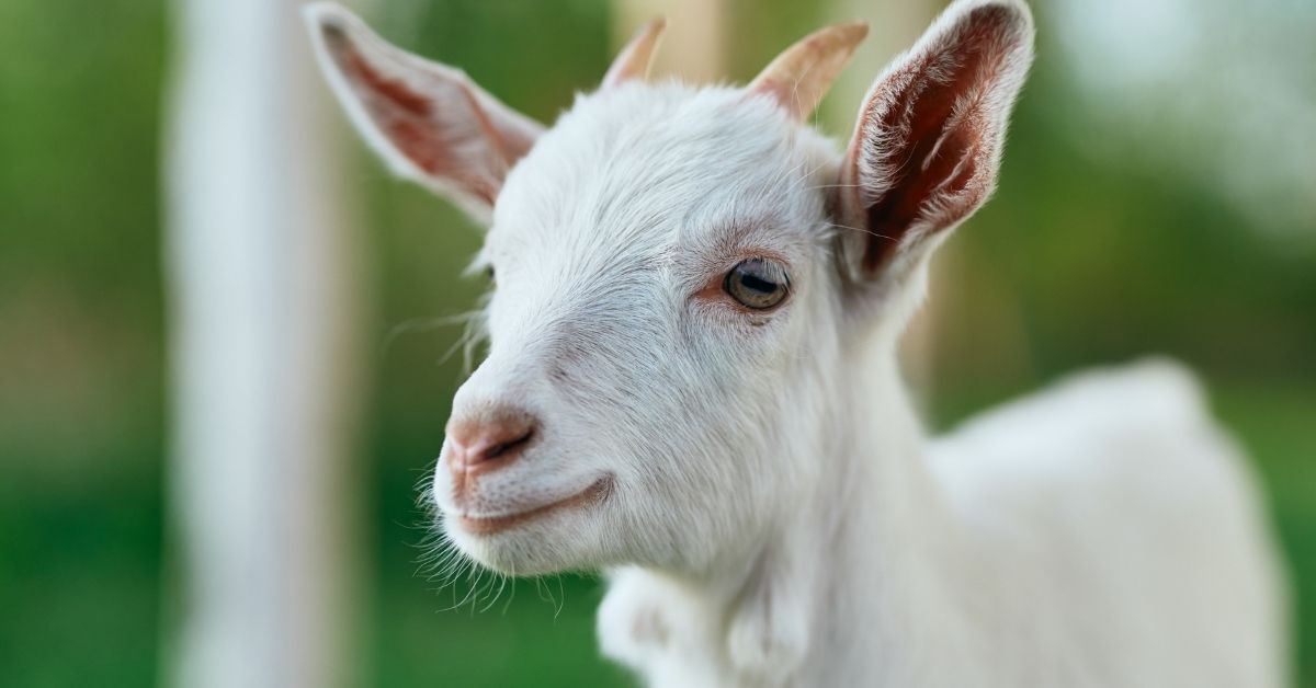 These are the best farm animals that make wonderful pets